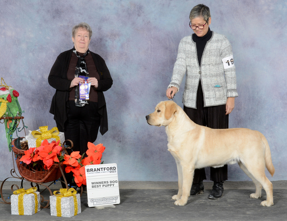 Ryder – Kelleygreens Amazing Ride at Greyden - Greyden Labradors